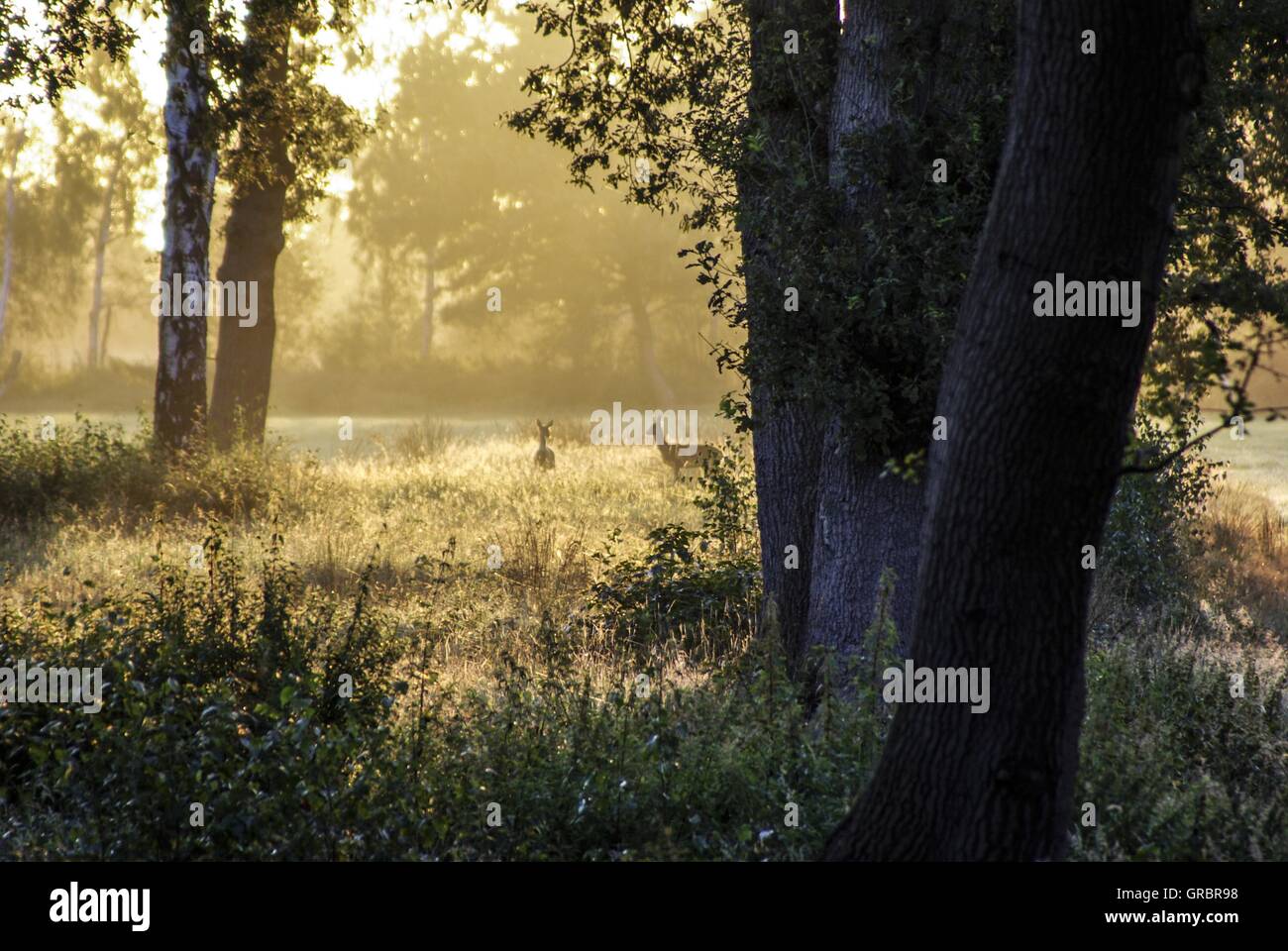 Deer In The Morning Mist Stock Photo - Alamy
