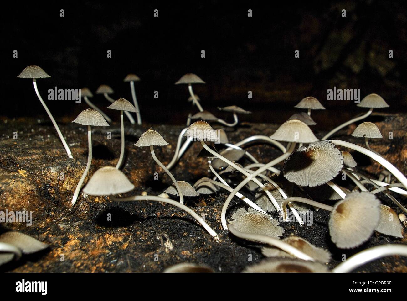 Cave fungus hi-res stock photography and images - Alamy