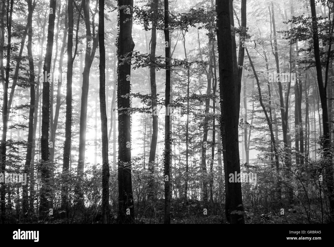 Forest In Fog Stock Photo - Alamy