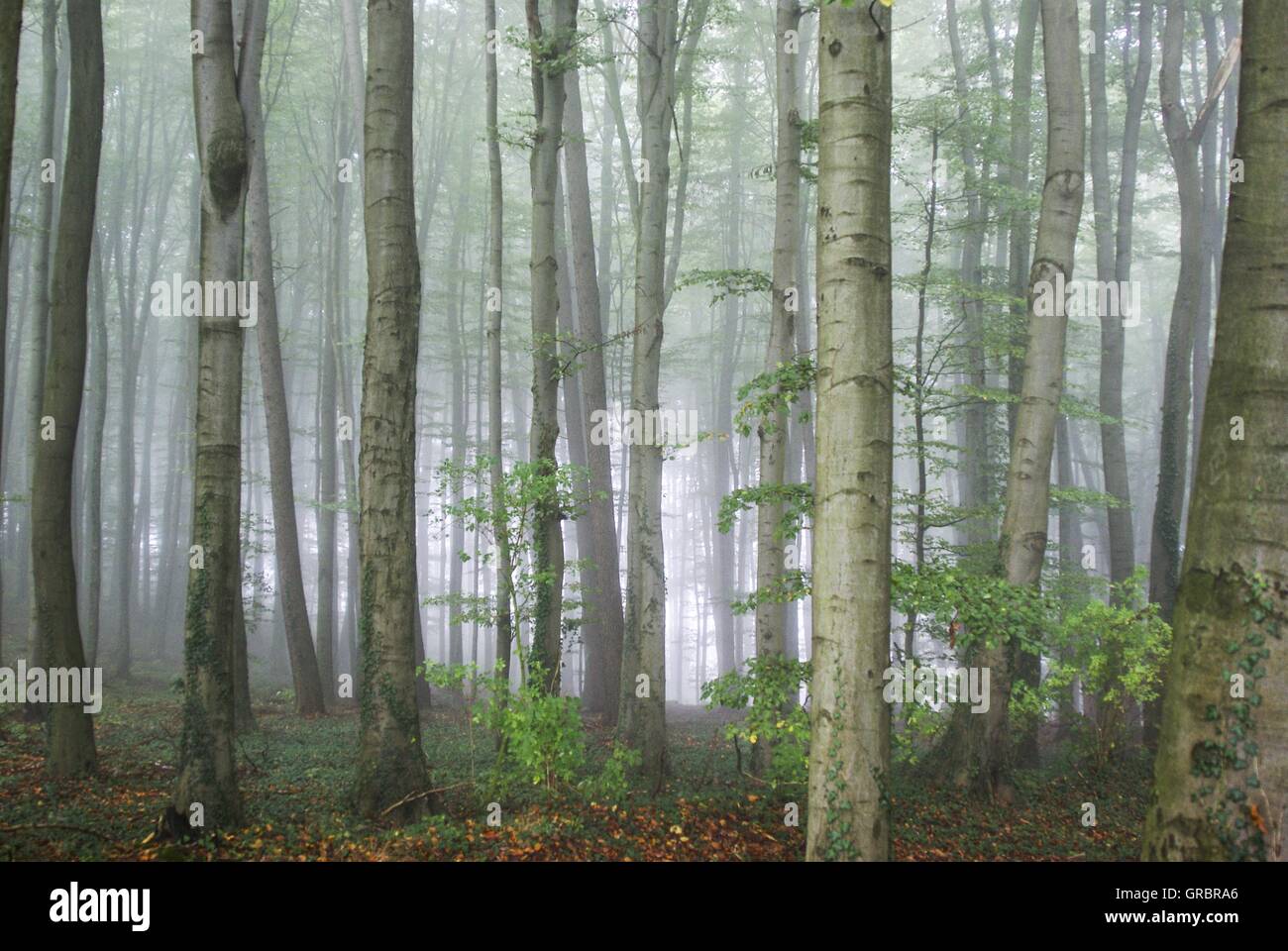 Forest In Fog Stock Photo - Alamy
