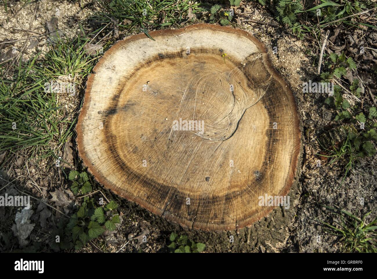 Shrub cuttings hi-res stock photography and images - Alamy