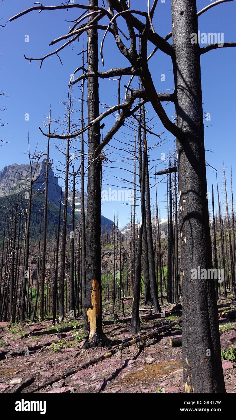 Forest area with trees burnt and with peeling bark, Glacier National ...