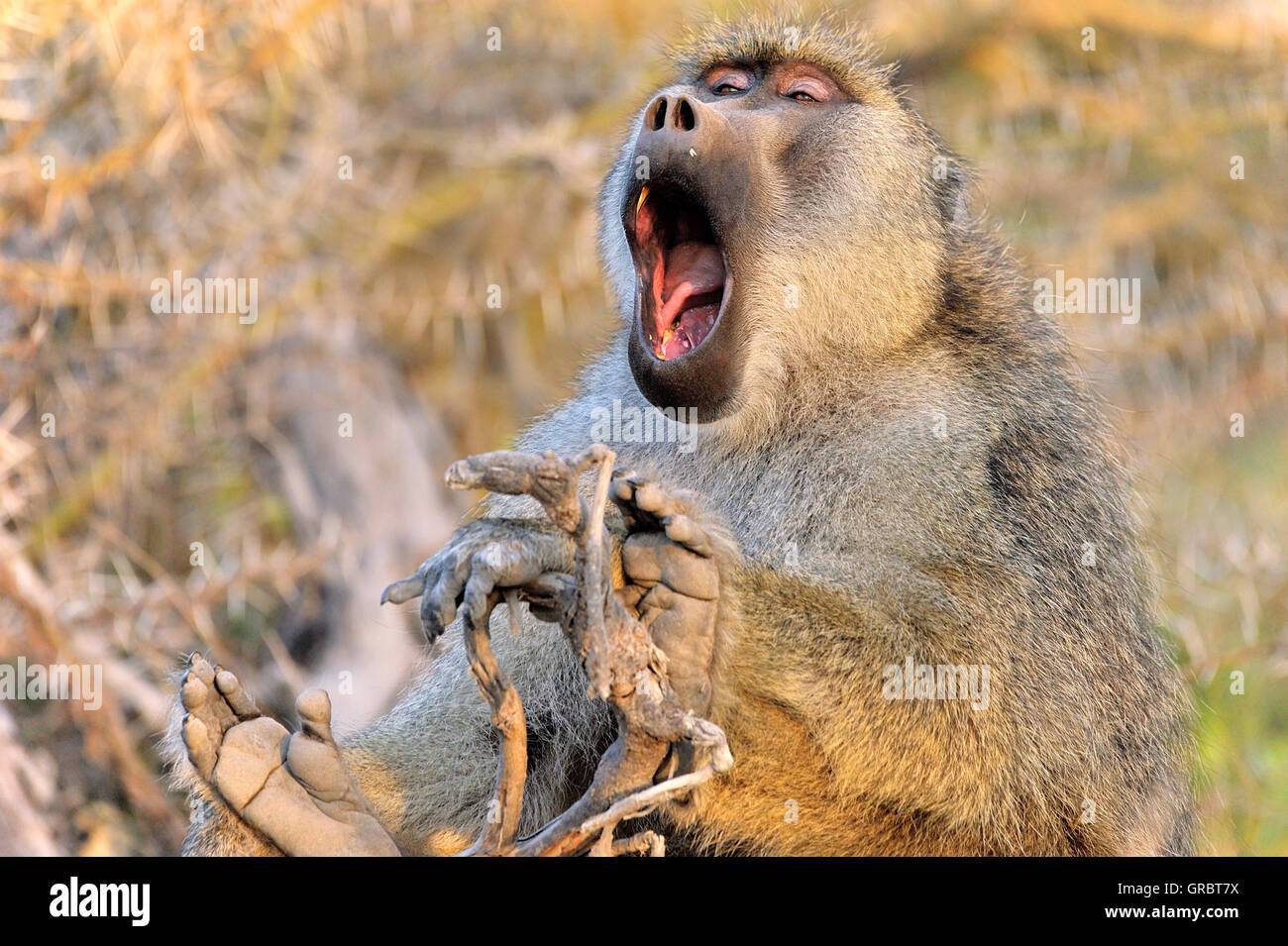Olive baboon yawning hi-res stock photography and images - Alamy
