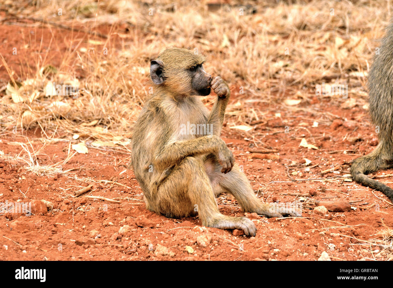 Yellow Baboon Looks Bored And Musing Stock Photo - Alamy