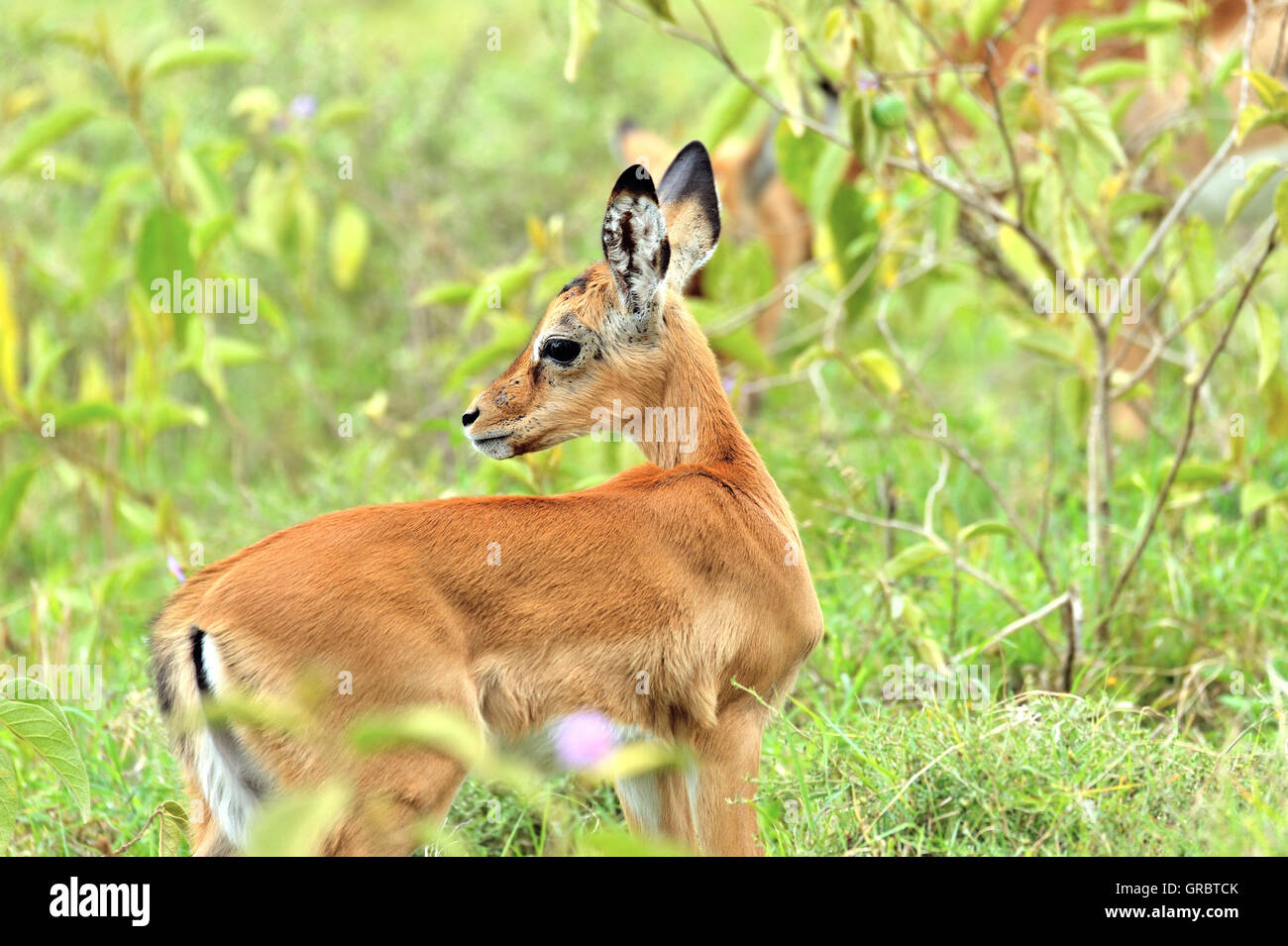 Fawn Of An Impala Antelope Stock Photo - Alamy
