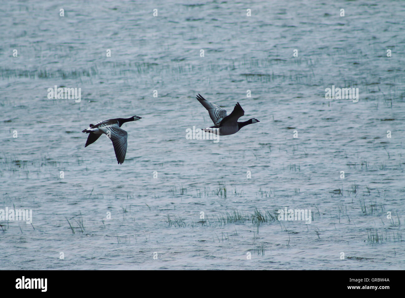 Barnacle geese flying Stock Photo - Alamy