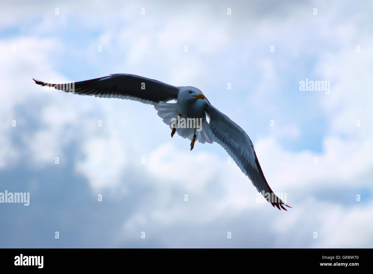 The Lesser Black-backed Gulls majestic flight Stock Photo - Alamy