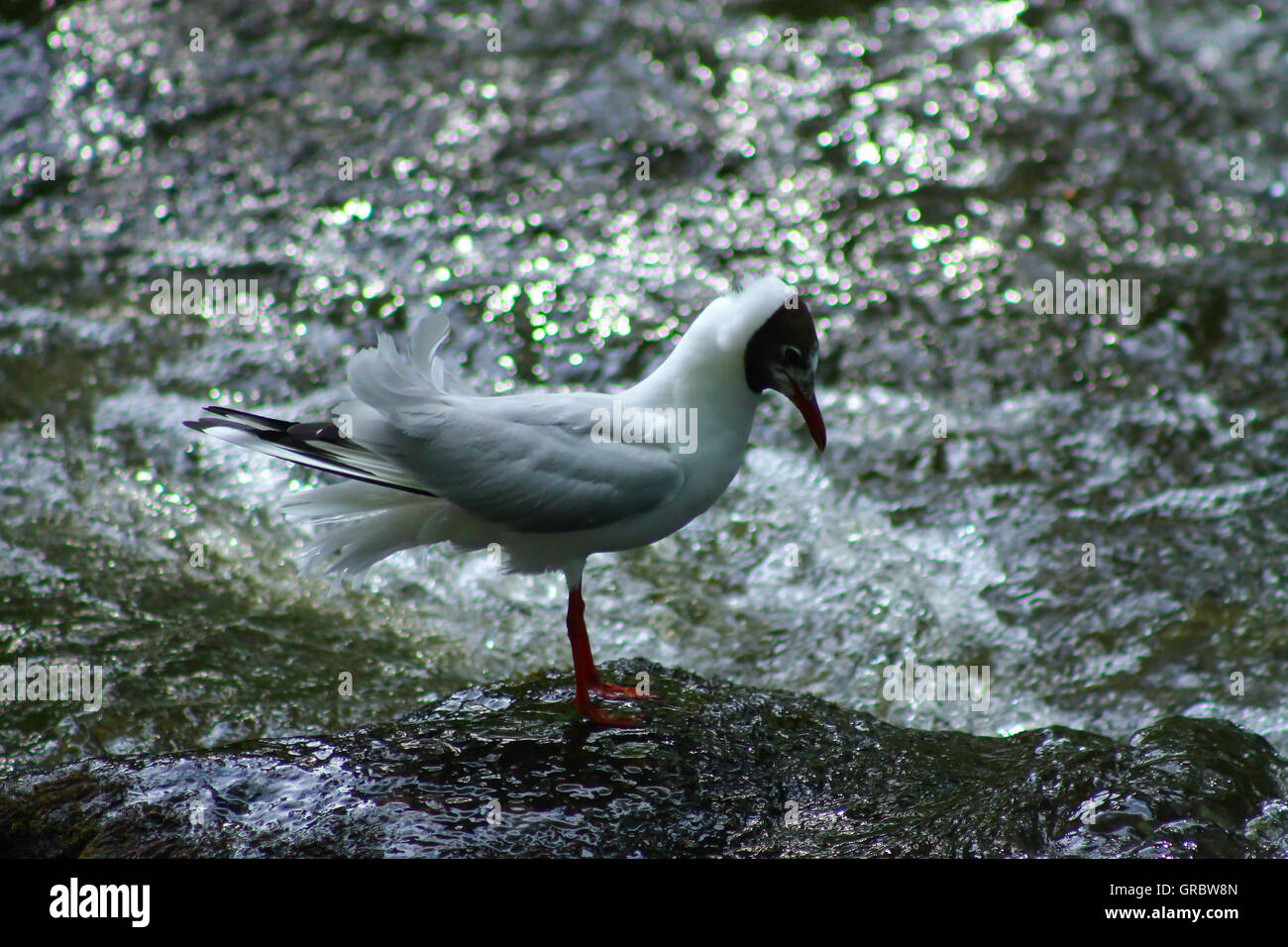 Respecting life hi-res stock photography and images - Alamy