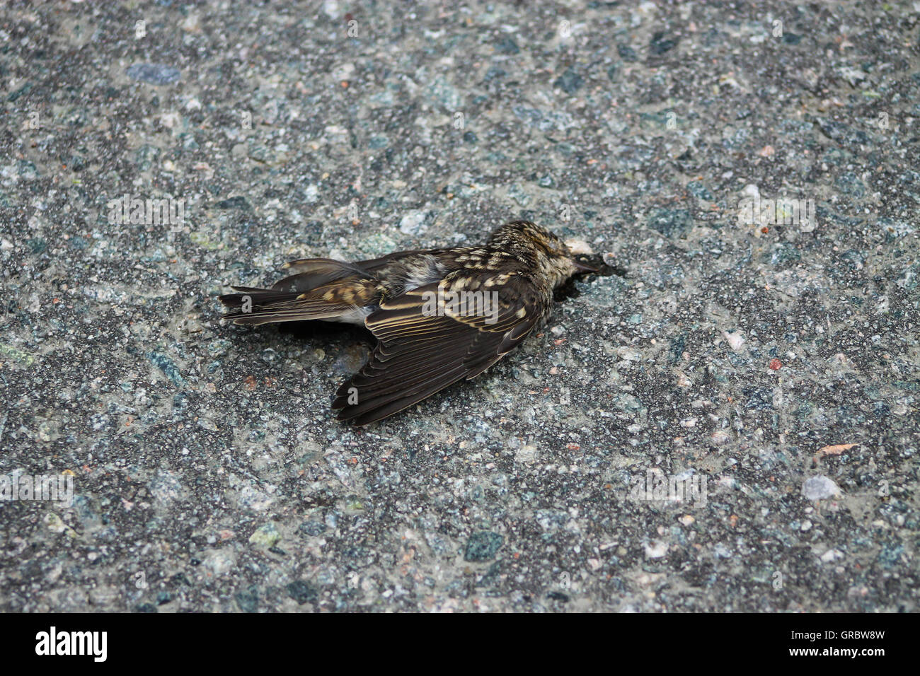Hit by car hi-res stock photography and images - Alamy
