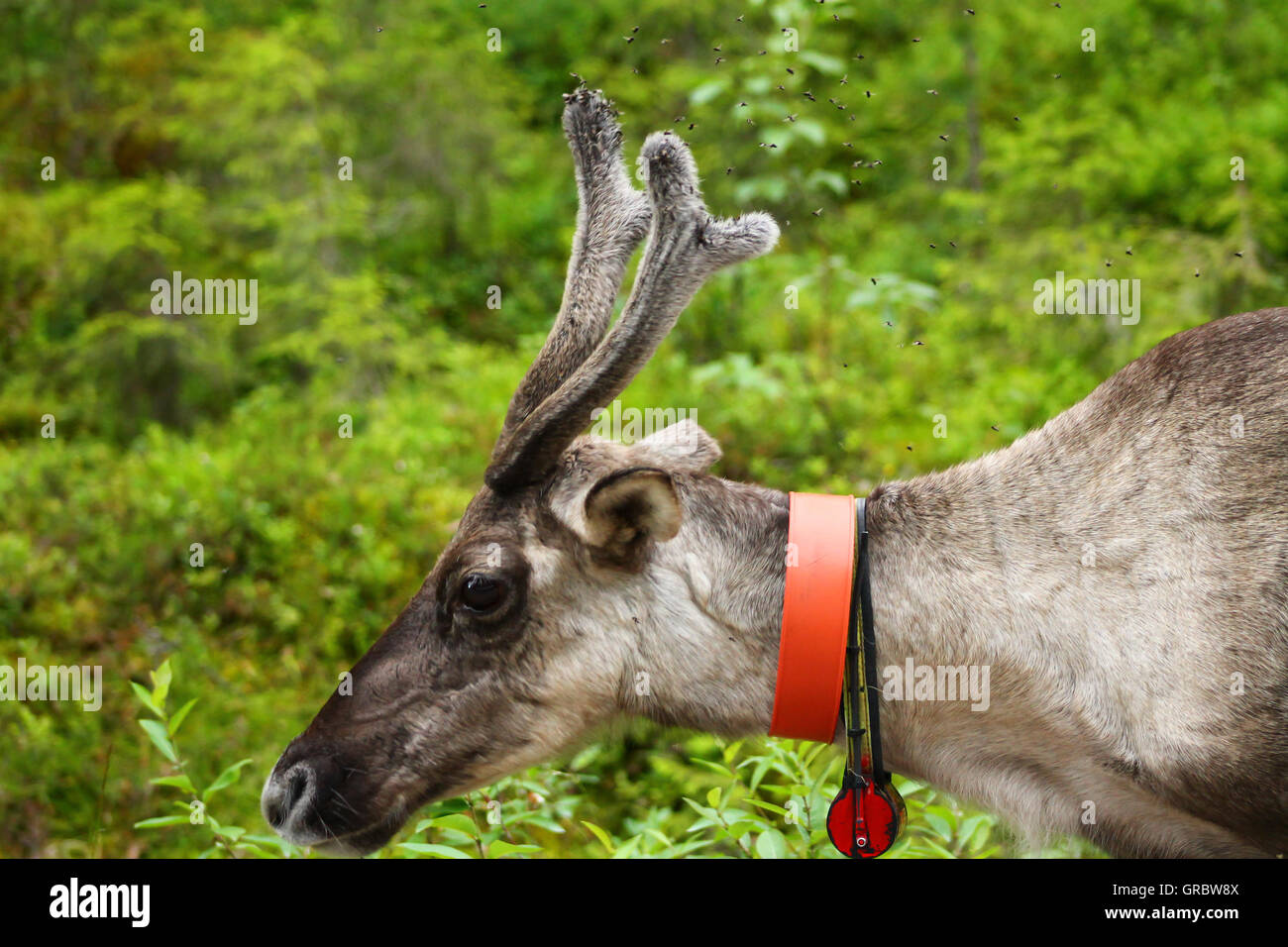 Finnish forest reindeer hi-res stock photography and images - Alamy