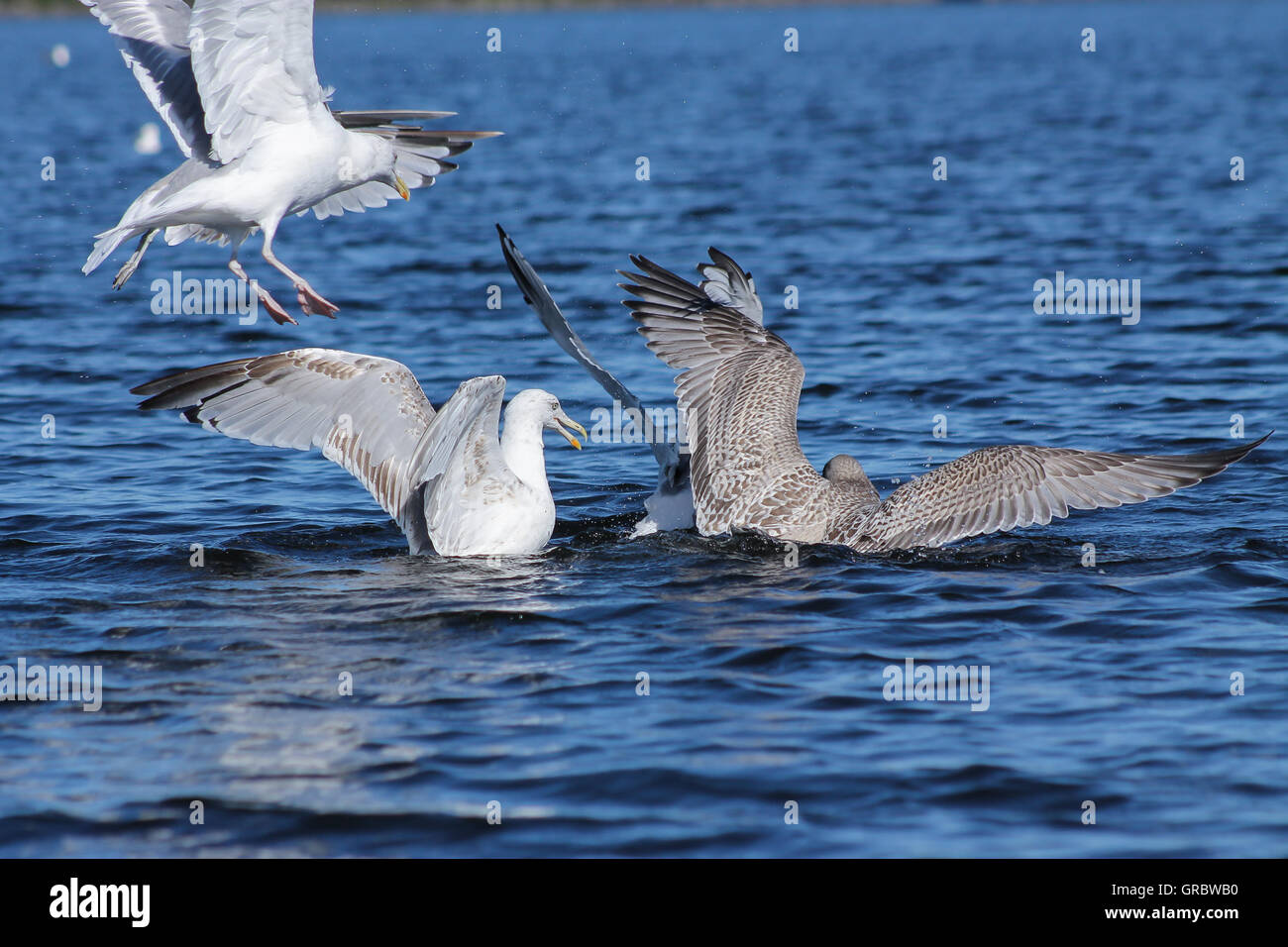 Gulls fighting for fish Stock Photo - Alamy