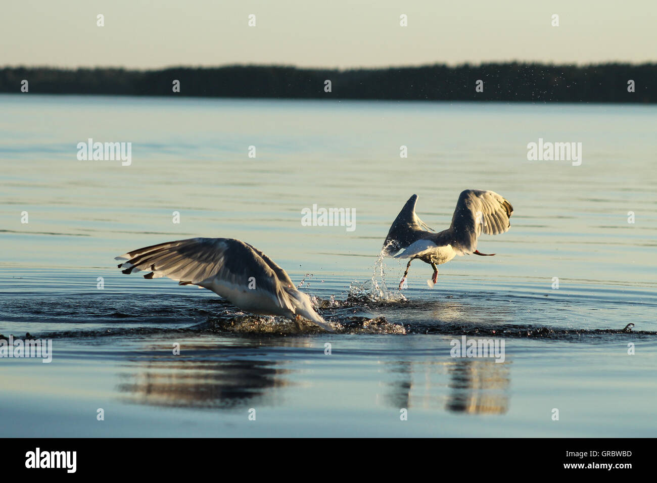 Battle for fish Stock Photo - Alamy
