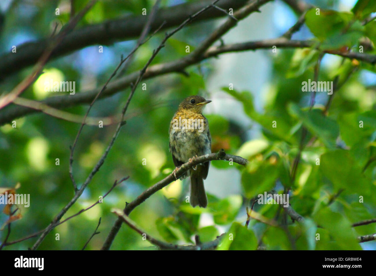 The Robins cub. This Robins cub sits on a tree branch and waits for its ...