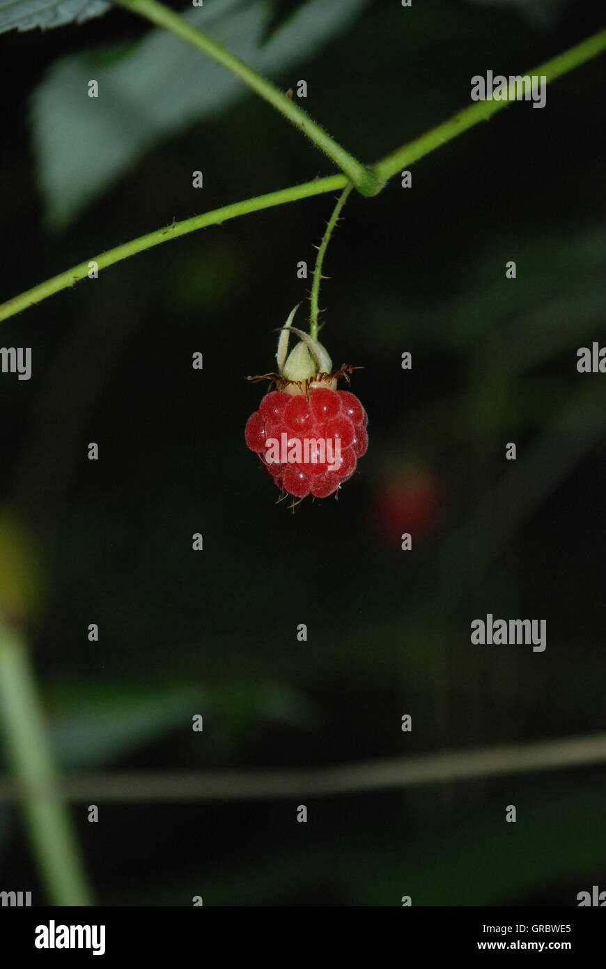 Berry fruit ripe hi-res stock photography and images - Alamy