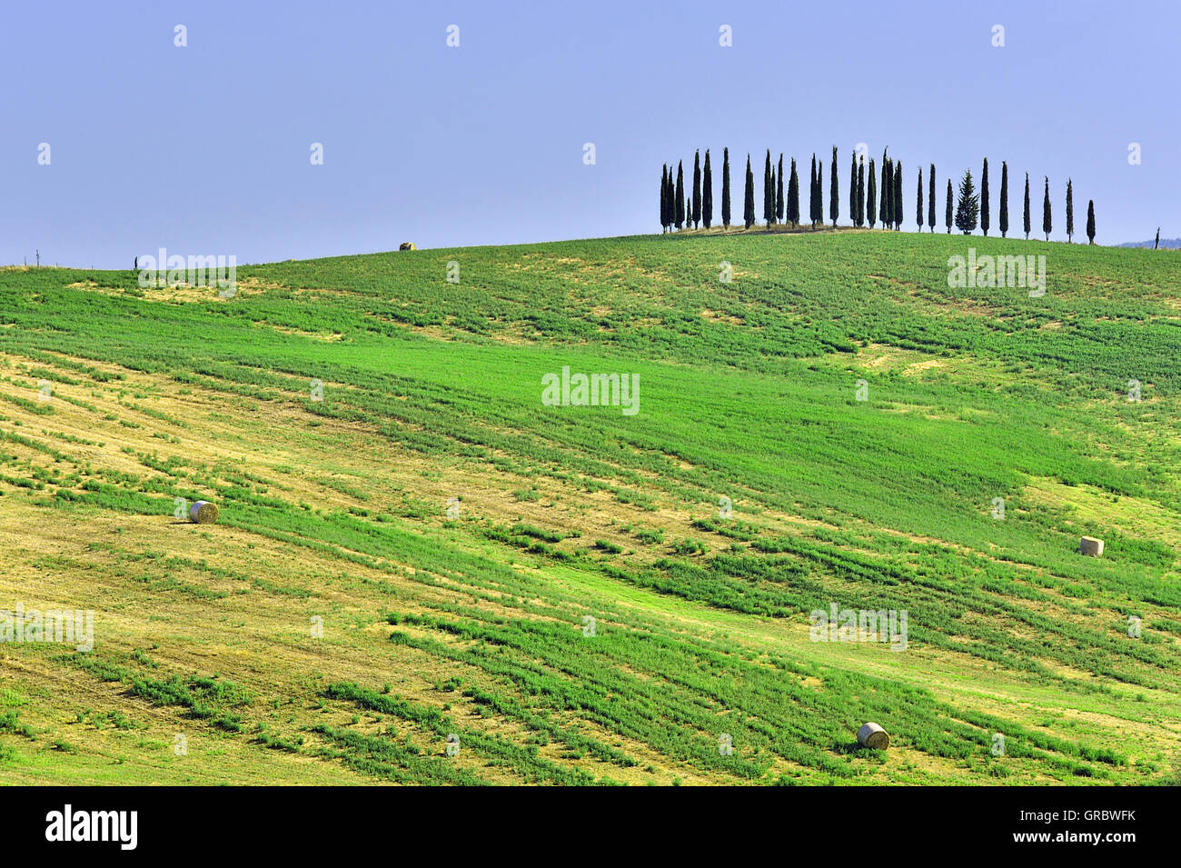 Group cypresses hi-res stock photography and images - Alamy