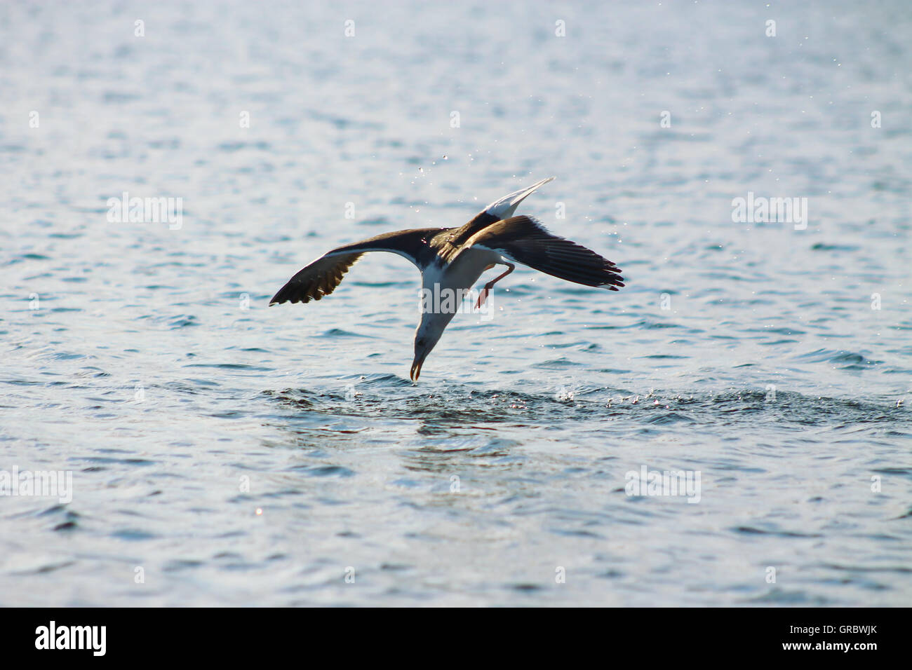 The Lesser Black-backed Gull diving Stock Photo - Alamy