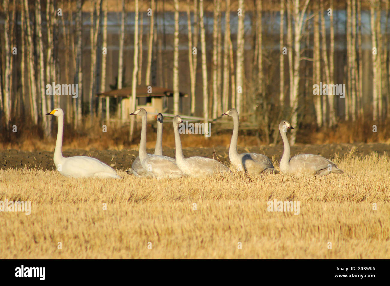 Swan And Immature Swan Swimming High Resolution Stock Photography and ...
