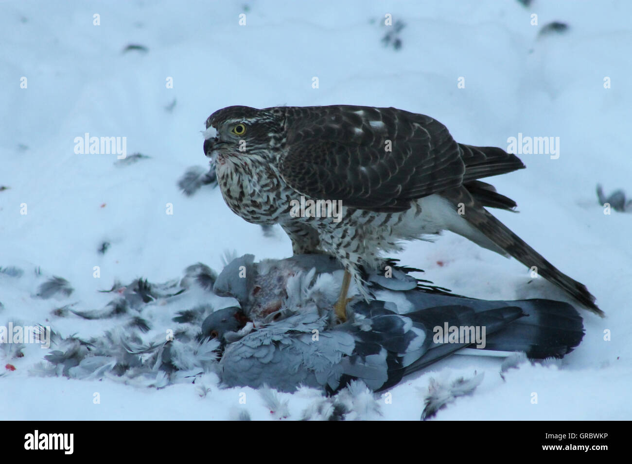 The battle of life hi-res stock photography and images - Alamy