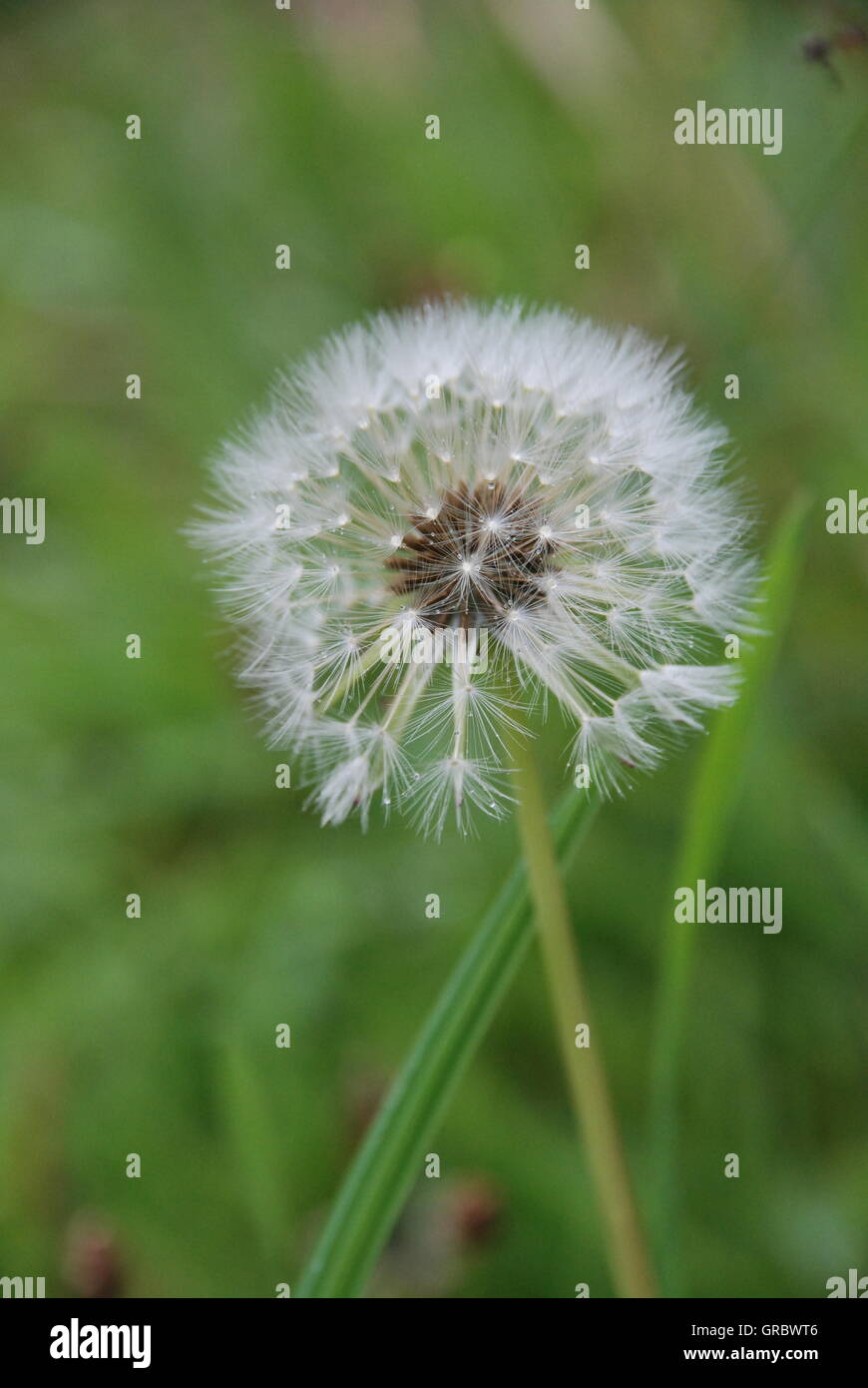 Dandelion Seed Ball Stock Photo - Alamy