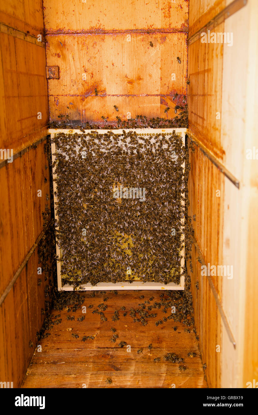 Bee house hi-res stock photography and images - Alamy