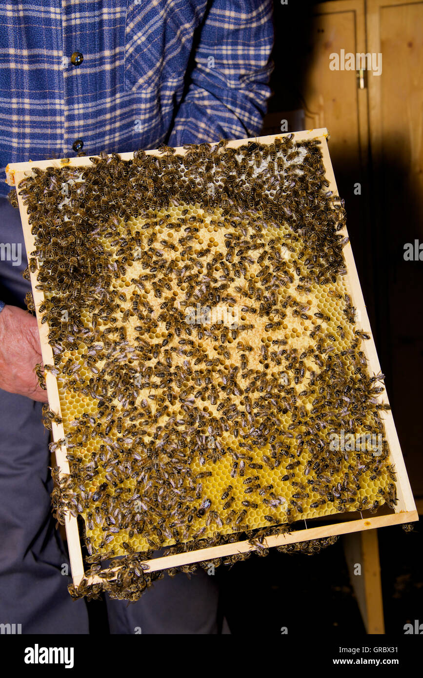 Capped honey frame hi-res stock photography and images - Alamy