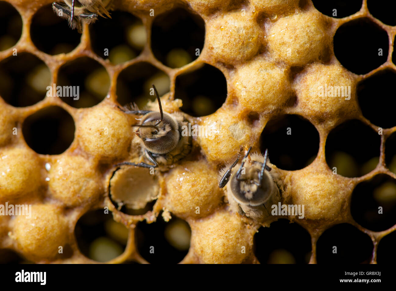 Capped brood hi-res stock photography and images - Alamy