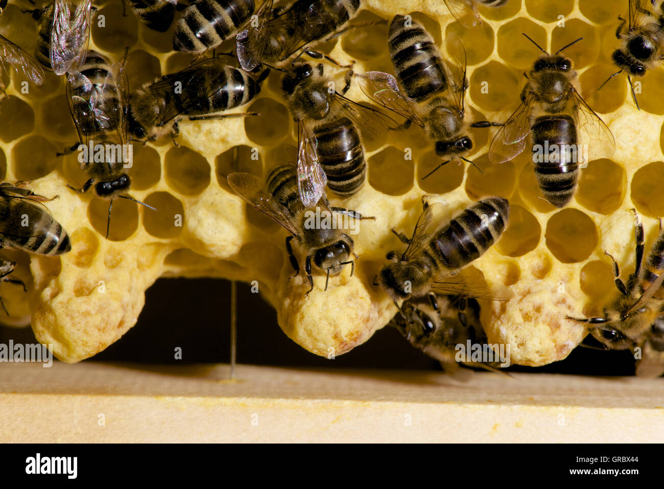 Beecomb With Queen Cells And Workers Stock Photo - Alamy
