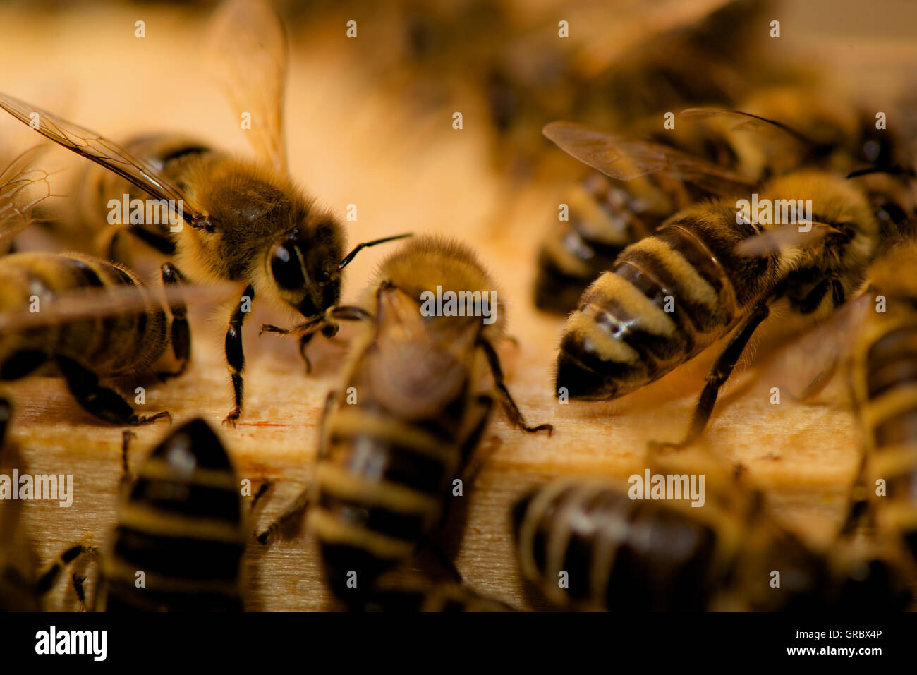 Drone honey bees hi-res stock photography and images - Alamy