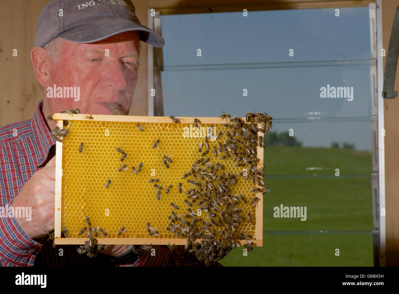 Apiarist Inspecting Honeycomb With Bees, In The Background Meadow And ...