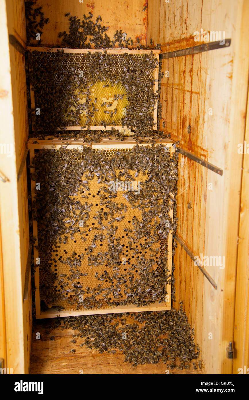 Beehive Honeycombs, Beecombs And Bees Stock Photo - Alamy