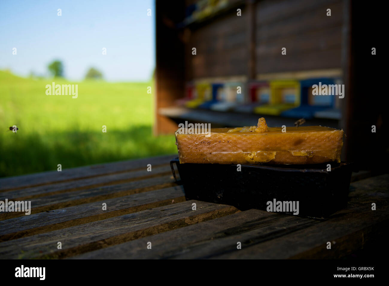 Wildlife in meadows hi-res stock photography and images - Alamy