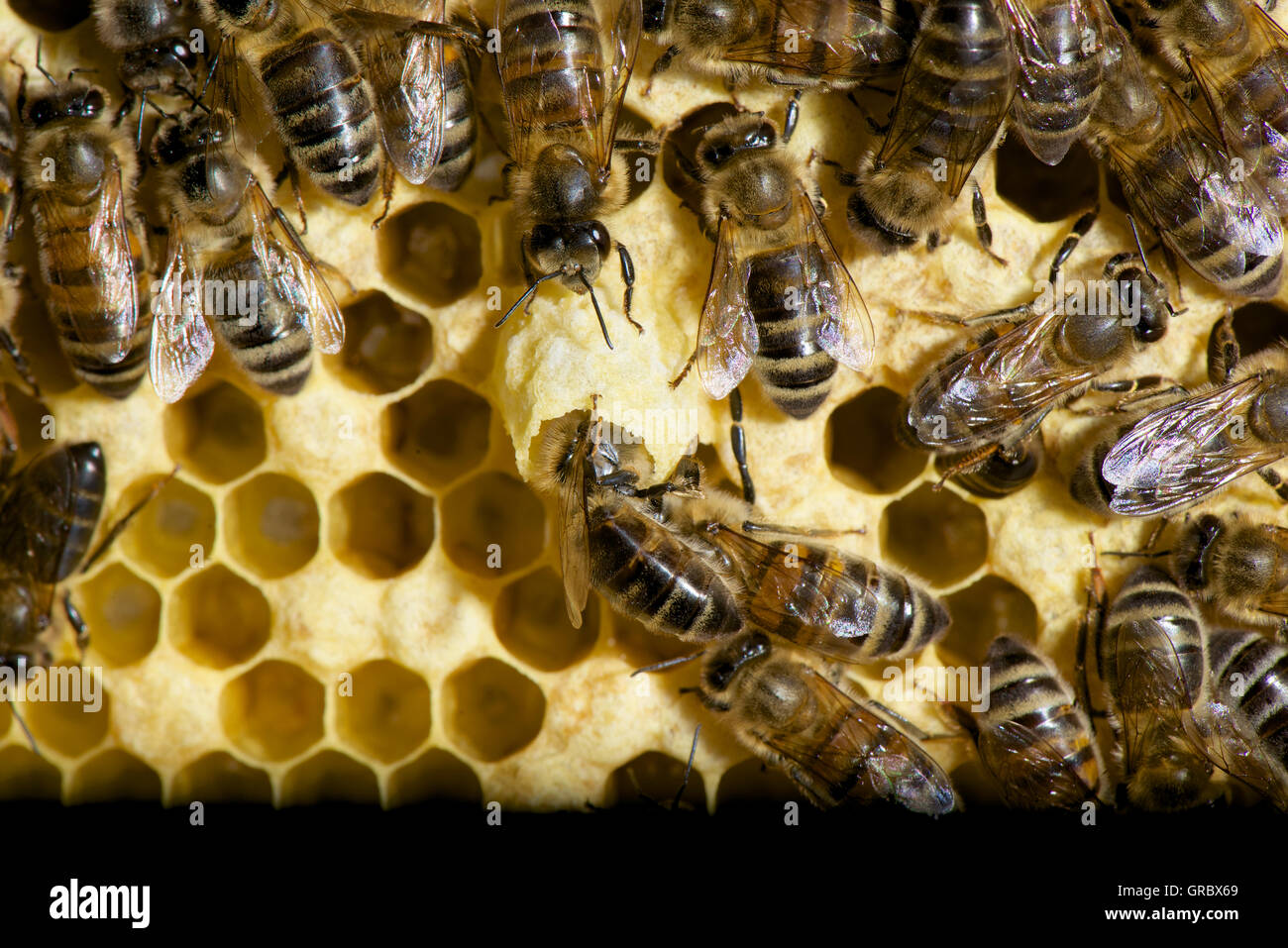 Beecomb With Queen Cell And Workers Stock Photo - Alamy