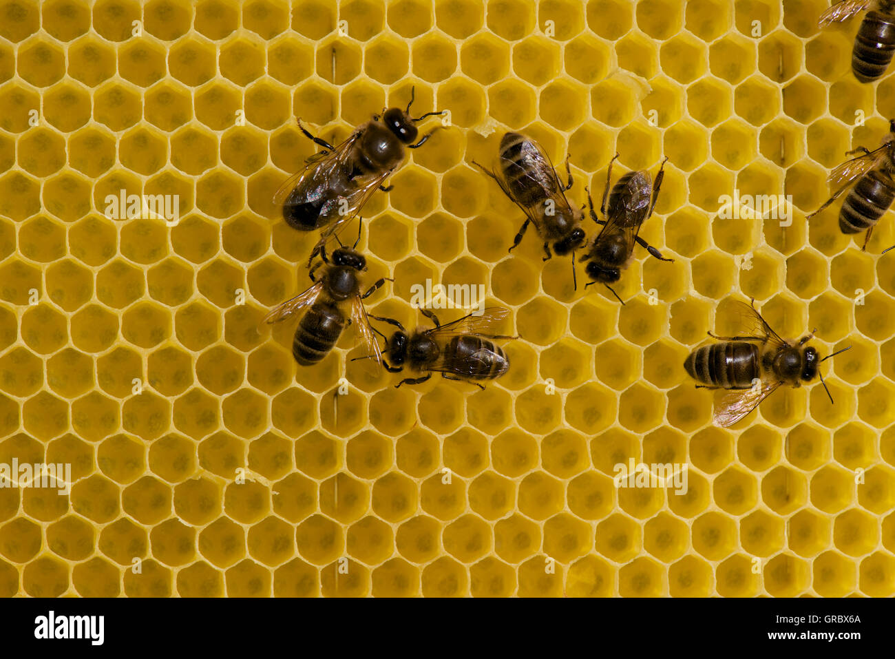 Honeycomb frame hi-res stock photography and images - Alamy