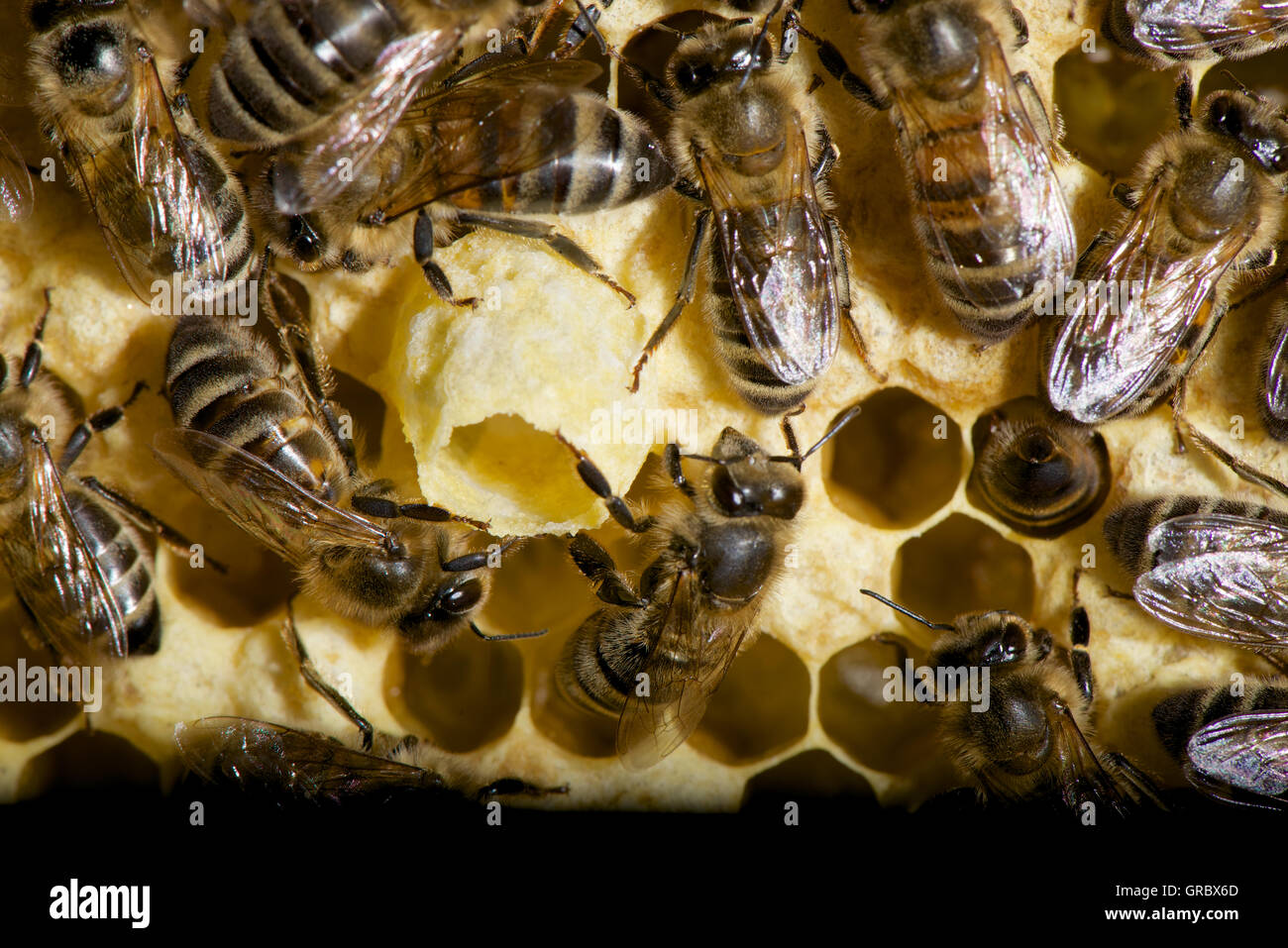 Beecomb With Queen Cell And Workers Stock Photo - Alamy