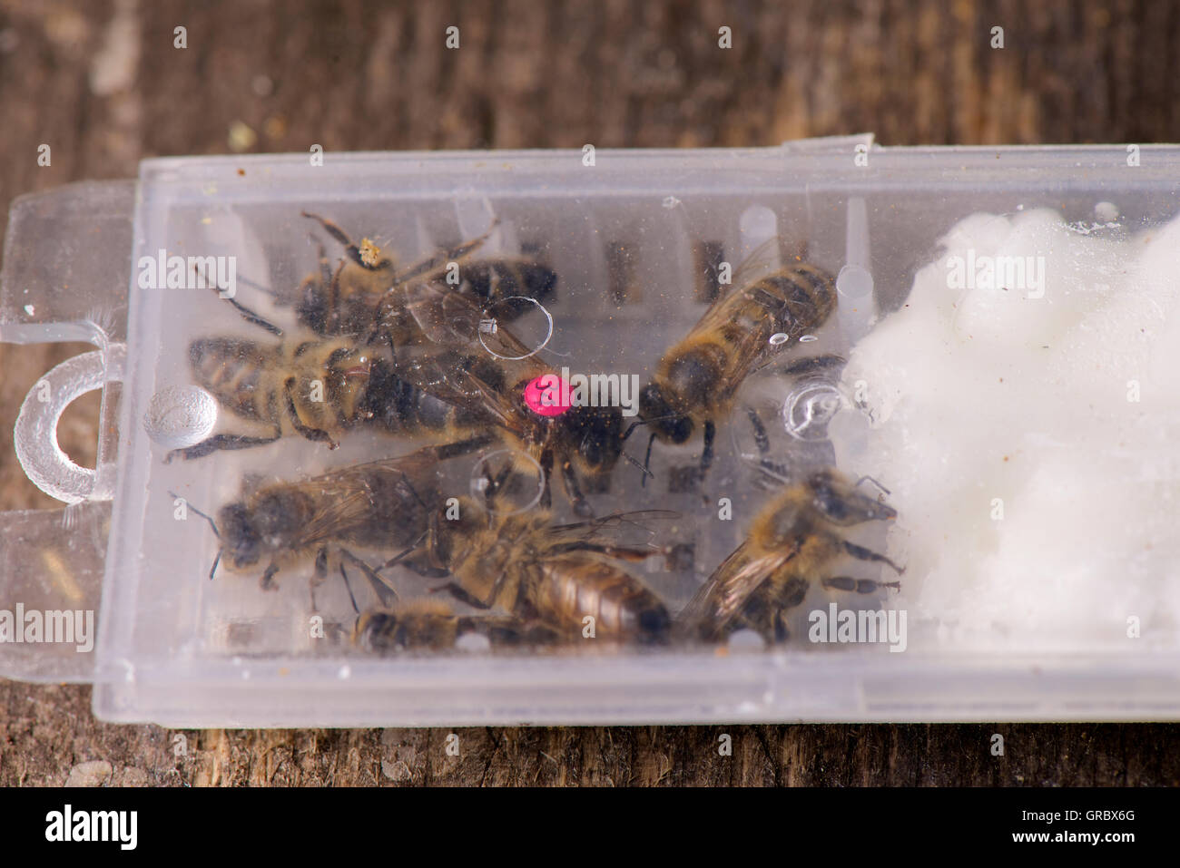 Introduction Cage With Workers And Red Marked Queenbee, Provisions ...