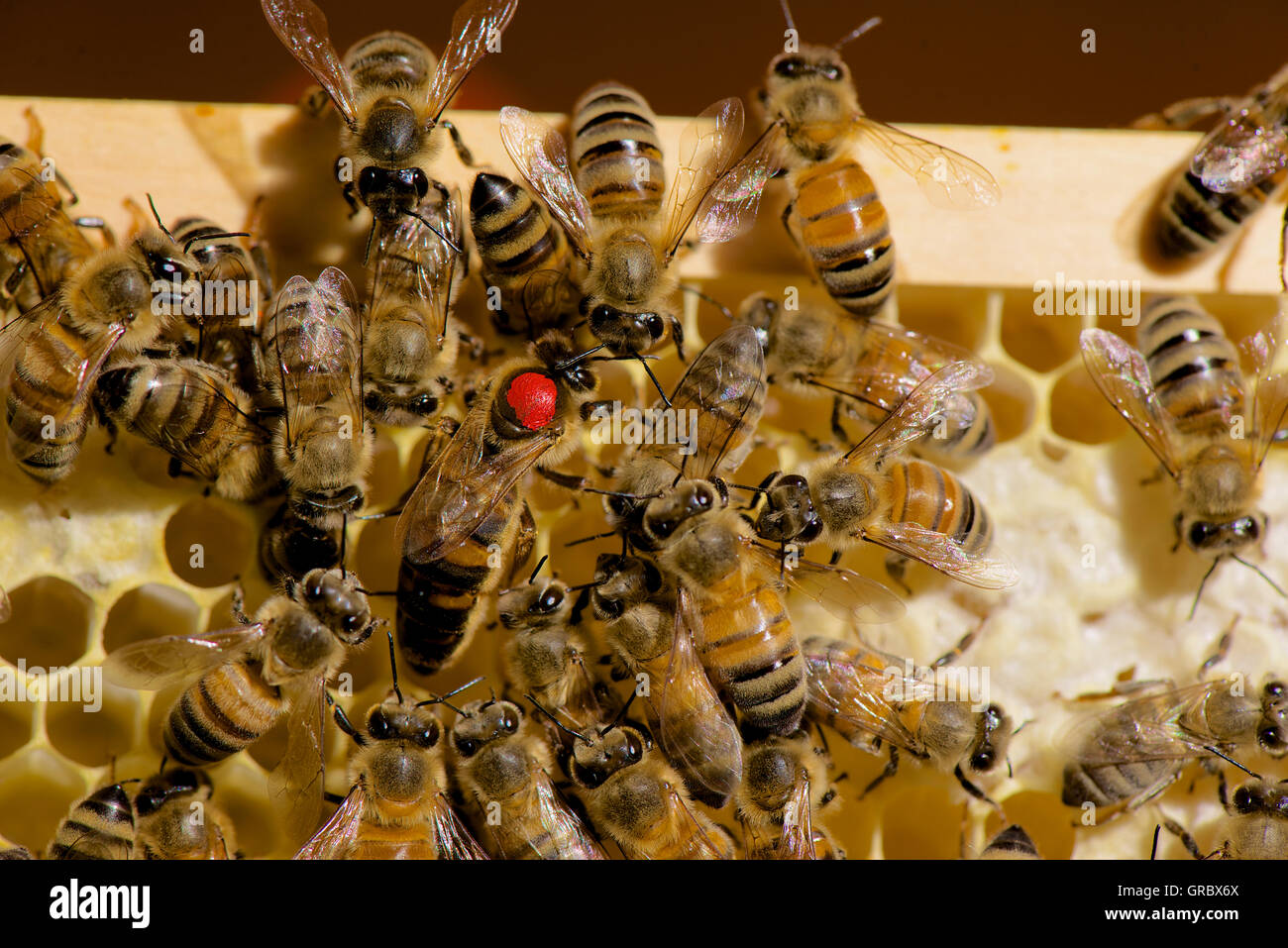 Red Marked Queen Bee Surrounded By Workers On Honeycomb Stock Photo - Alamy