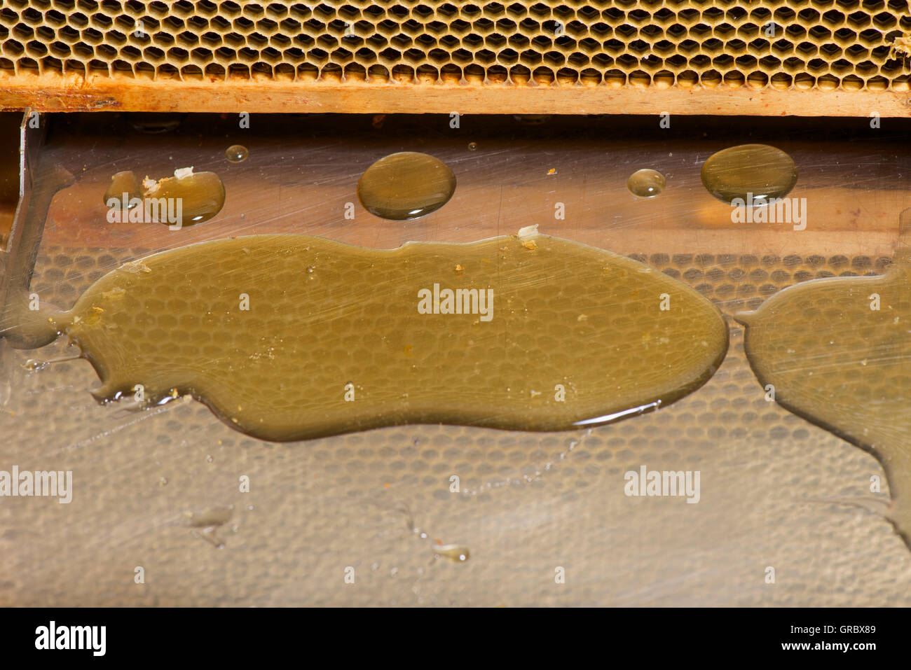 Honey Dripping Out From Honeycomb, Light Reflection Of The Honeycomb ...