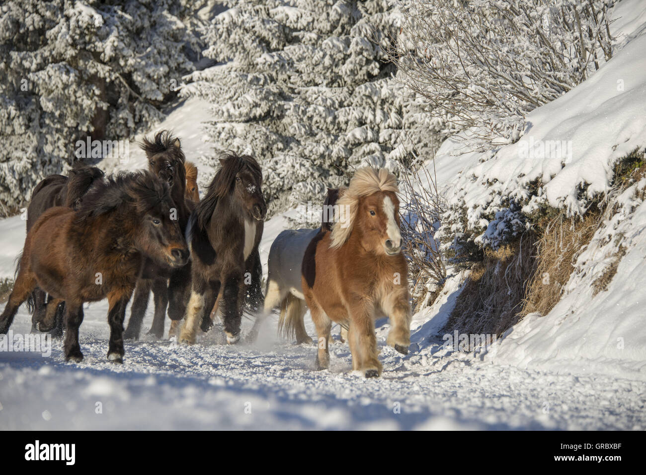 Shetland pony in the snow hi-res stock photography and images - Alamy