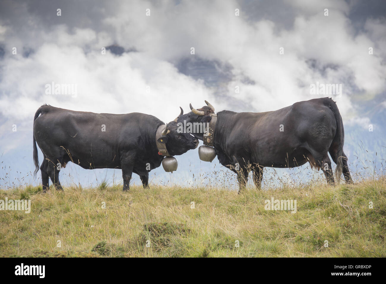 Two 2 Cows, Eringer Breed, On A Mountain Pasture In The Valais, Shreds ...