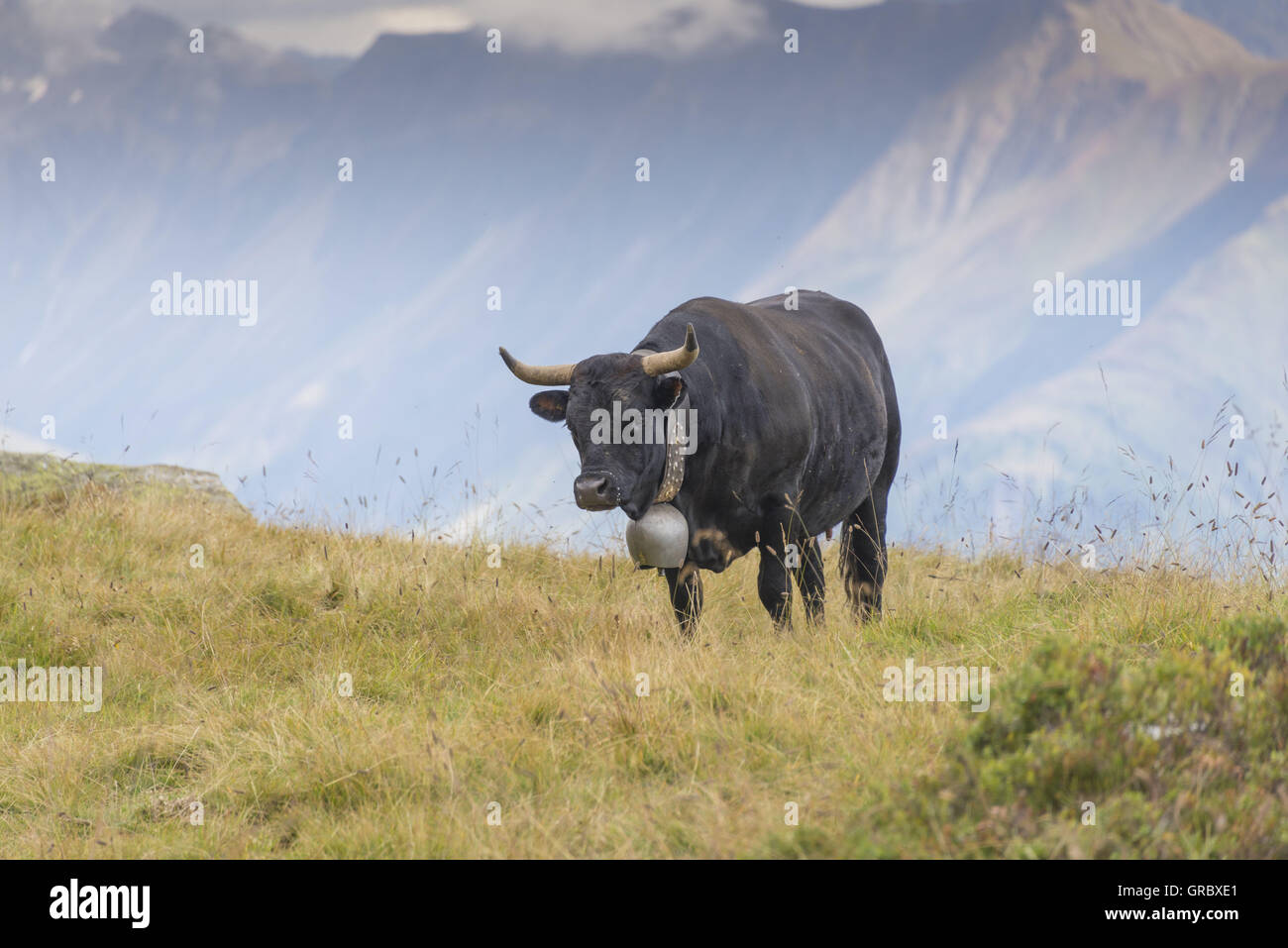 Cow, Eringer Breed, On A Mountain Pasture In The Valais, Mountains In ...