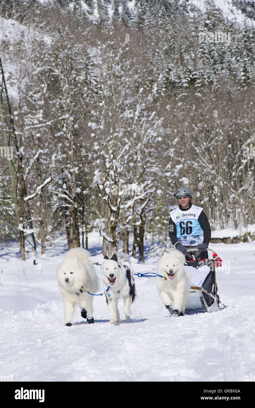 Dogsled Race In Kandersteg, Bernese Oberland Stock Photo - Alamy