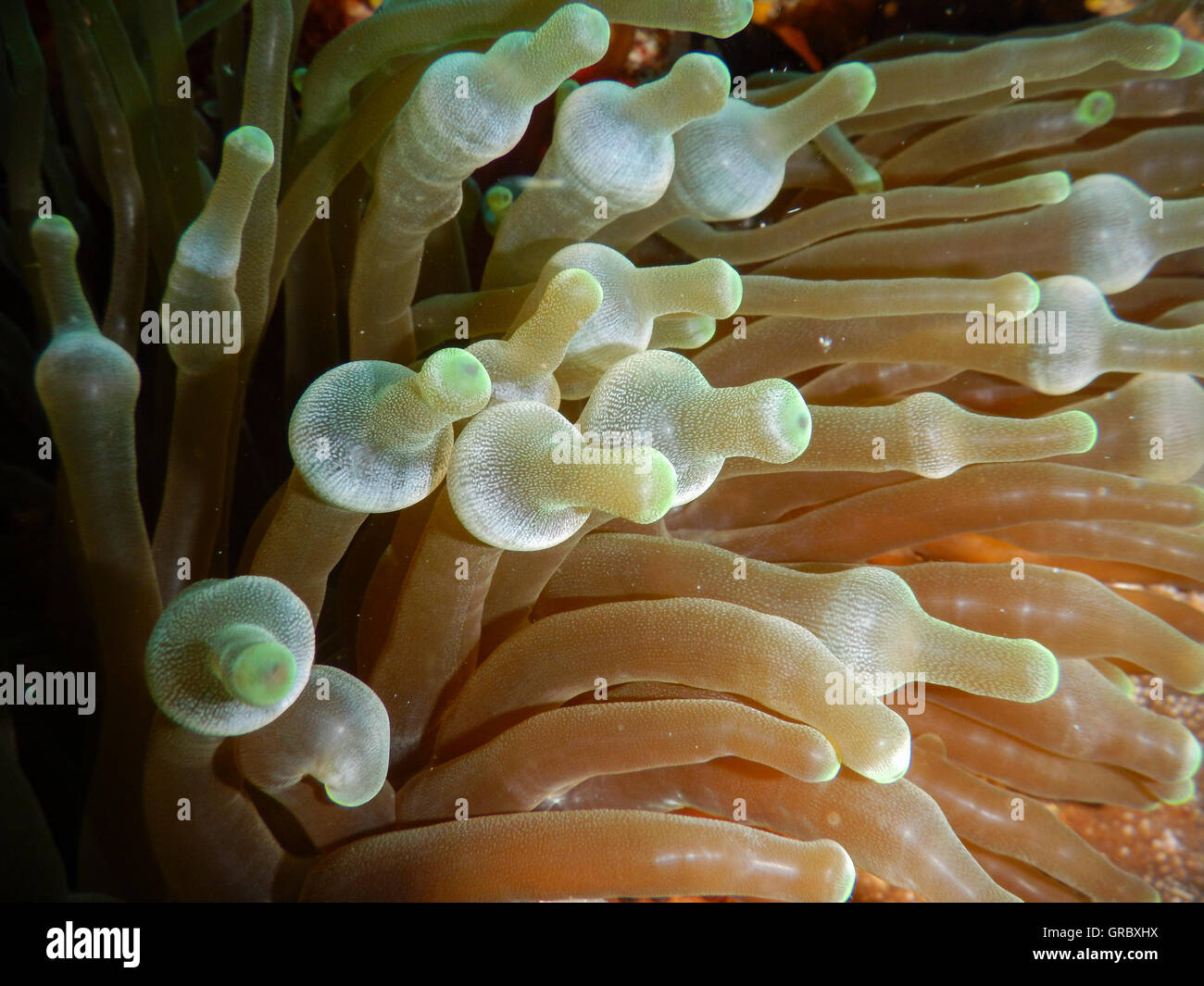 Tentacles of bubble tip anemone hi-res stock photography and images - Alamy