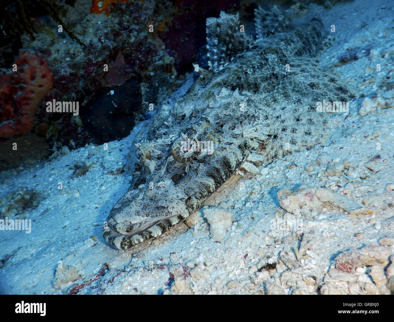 Flathead On Sand. Selayar, South Sulawesi, Indonesia Stock Photo - Alamy