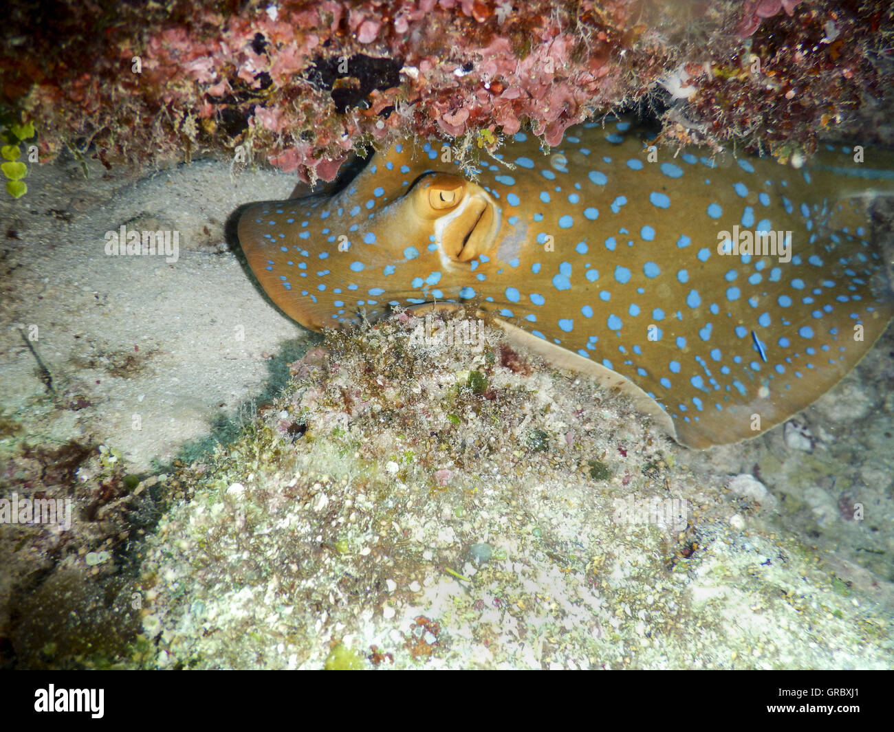 Stingray hiding sand hi-res stock photography and images - Alamy