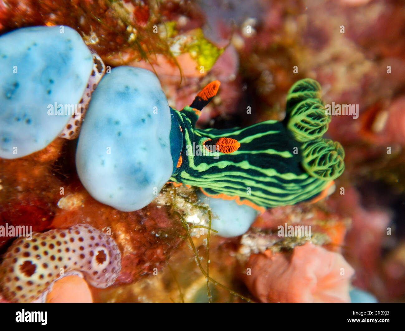 Black tunicates hi-res stock photography and images - Alamy