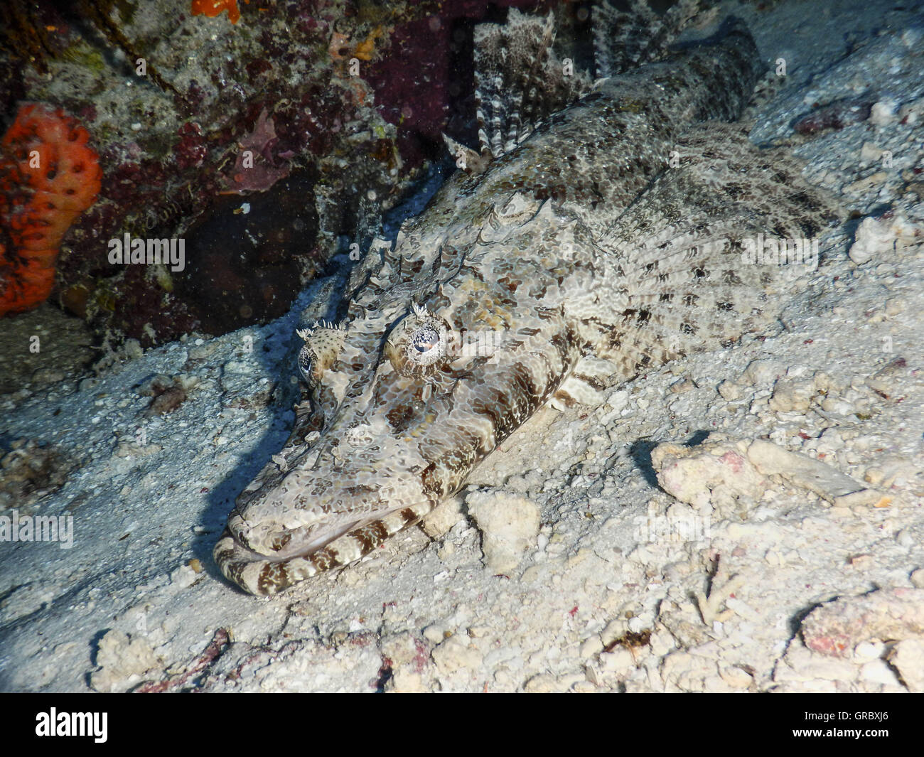 Flathead on sand selayar hi-res stock photography and images - Alamy