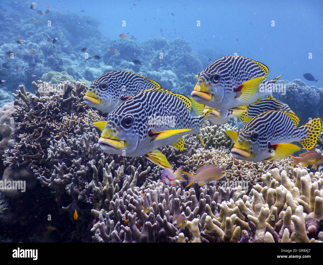 Diagonal Bended Sweetlips, Plectorhinchus Lineatus, Hovering Over Fire ...