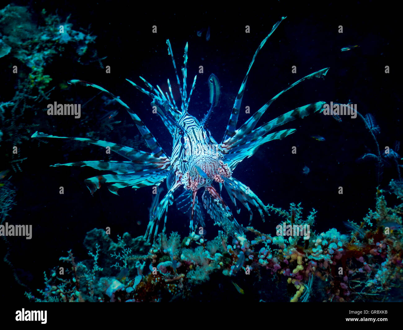 Coral reef background hi-res stock photography and images - Alamy