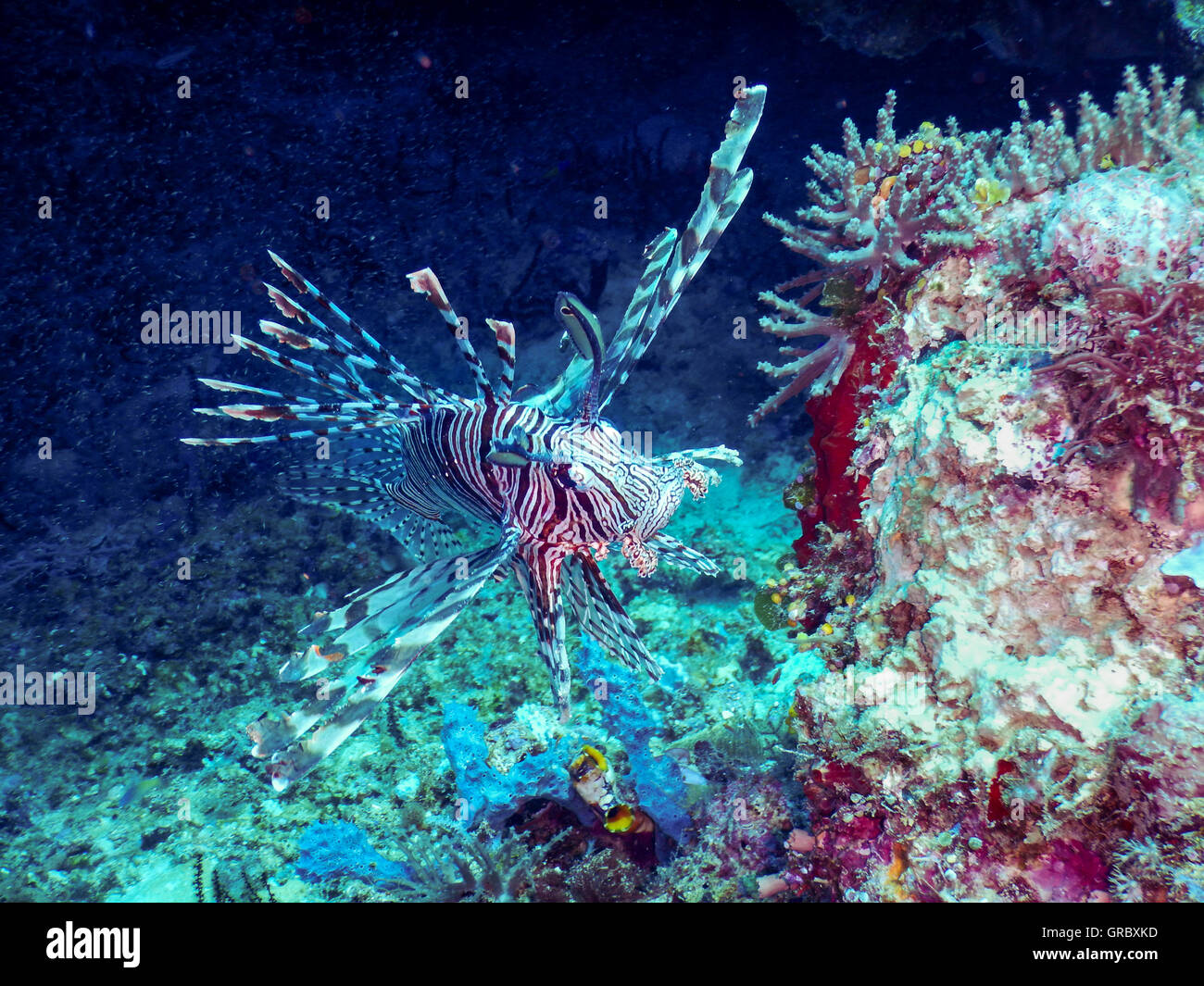 Closeup lionfish hi-res stock photography and images - Alamy