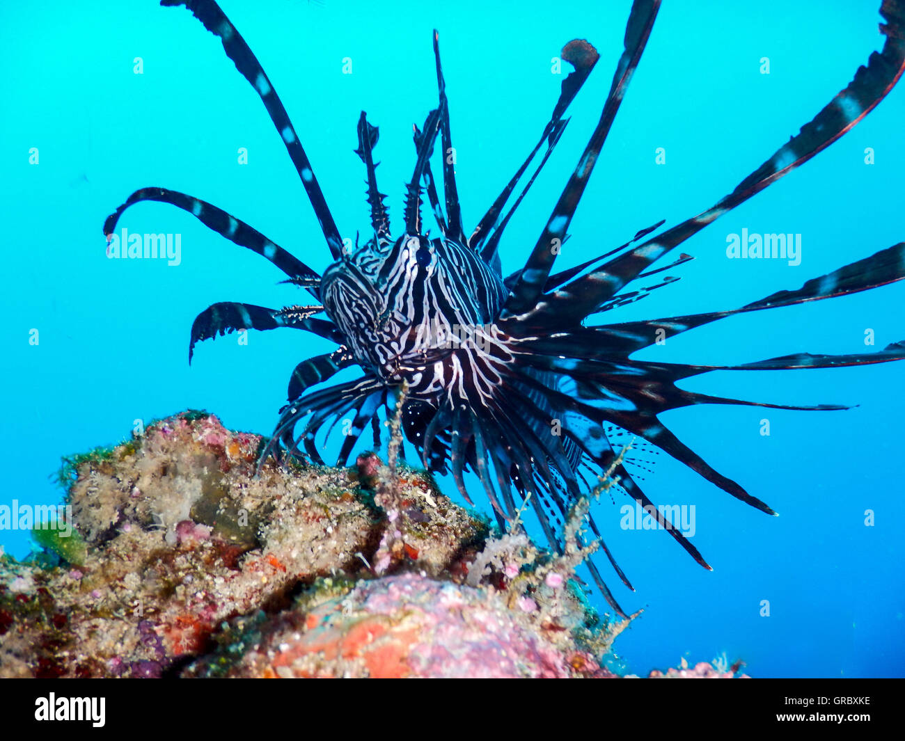 Lionfish against blue water selayar hi-res stock photography and images ...